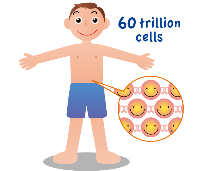 Chapter 5 We are Made from Cells – Chinese Tutor Li